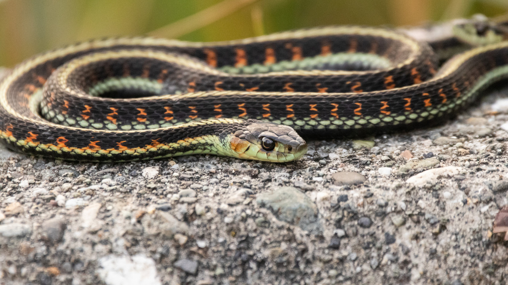 Red-spotted Garter Snake from Pacific County, WA, USA on August 9, 2022 ...