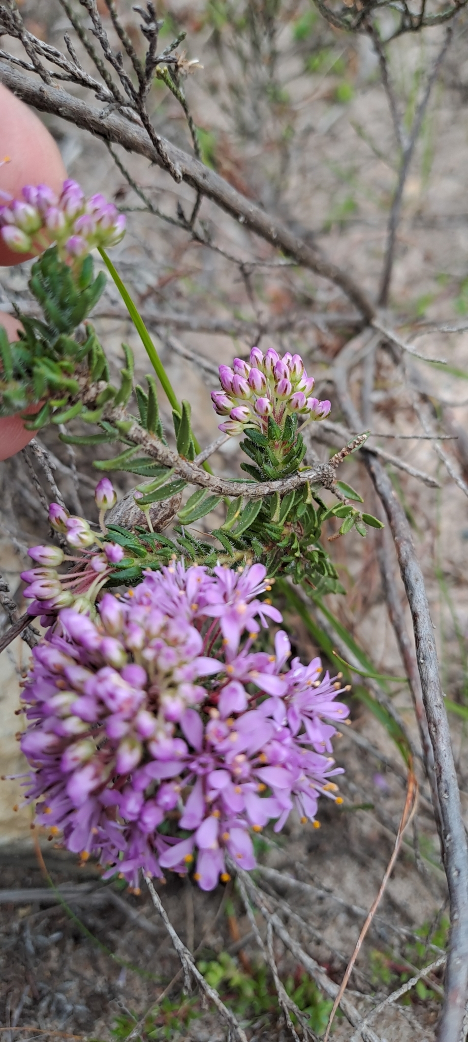 Agathosma capensis (L.) Druce