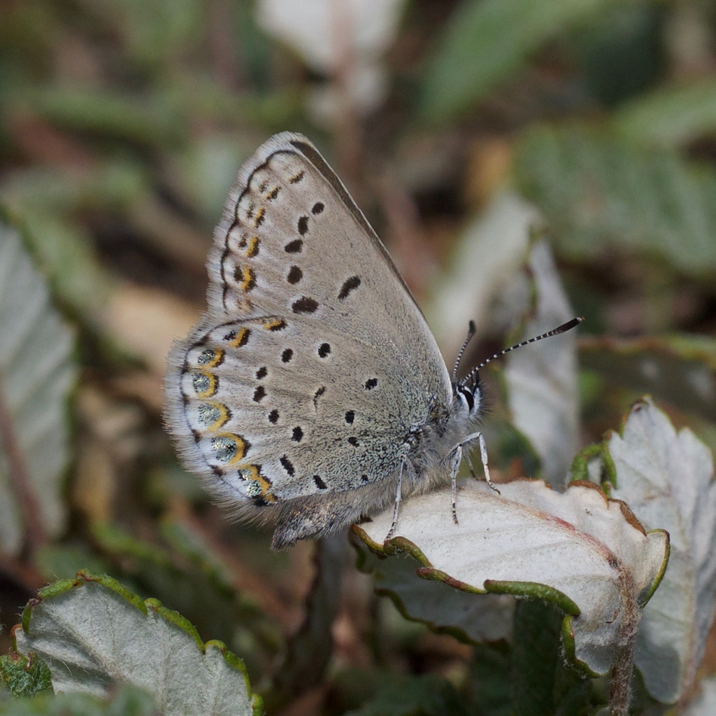 Northern Blue (Butterflies of Michigan) · iNaturalist