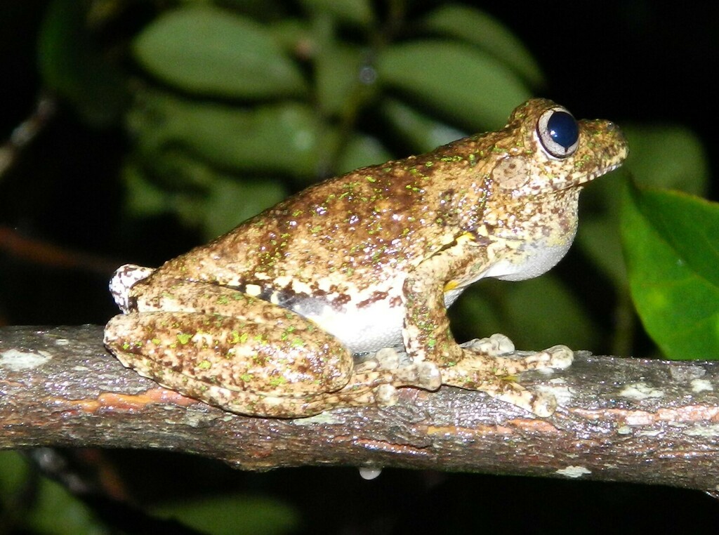 Peron's Tree Frog from 2231 Bruce Hwy, Coles Creek QLD 4570, Australia ...