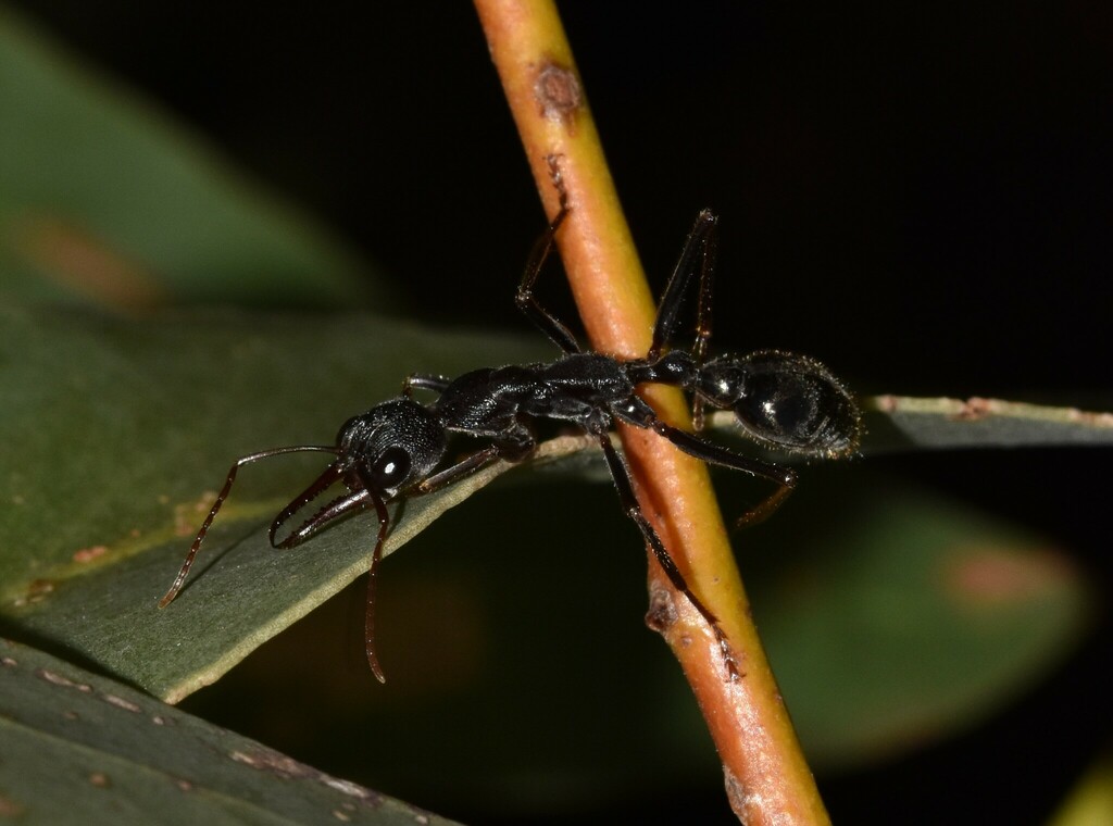 Inch Ant from Killawarra NSW 2429, Australia on April 5, 2018 at 08:12 ...