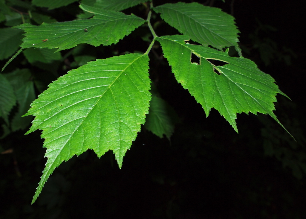Field Elm (Pyrenees' Biodiversity) · iNaturalist