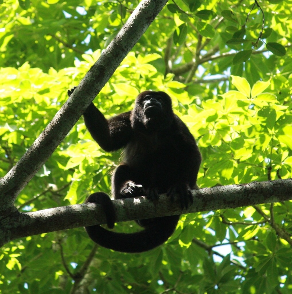 Saraguato de manto en julio 2018 por mezquita · iNaturalist Mexico