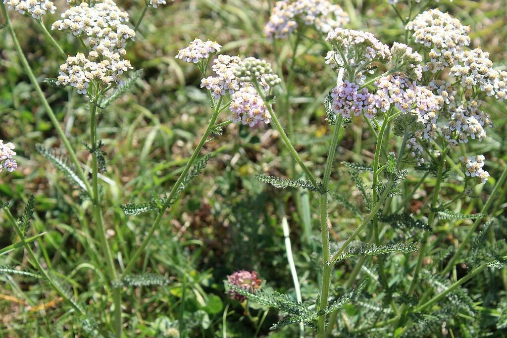 common yarrow from Netherton, Dudley, UK on August 12, 2022 at 09:46 AM ...
