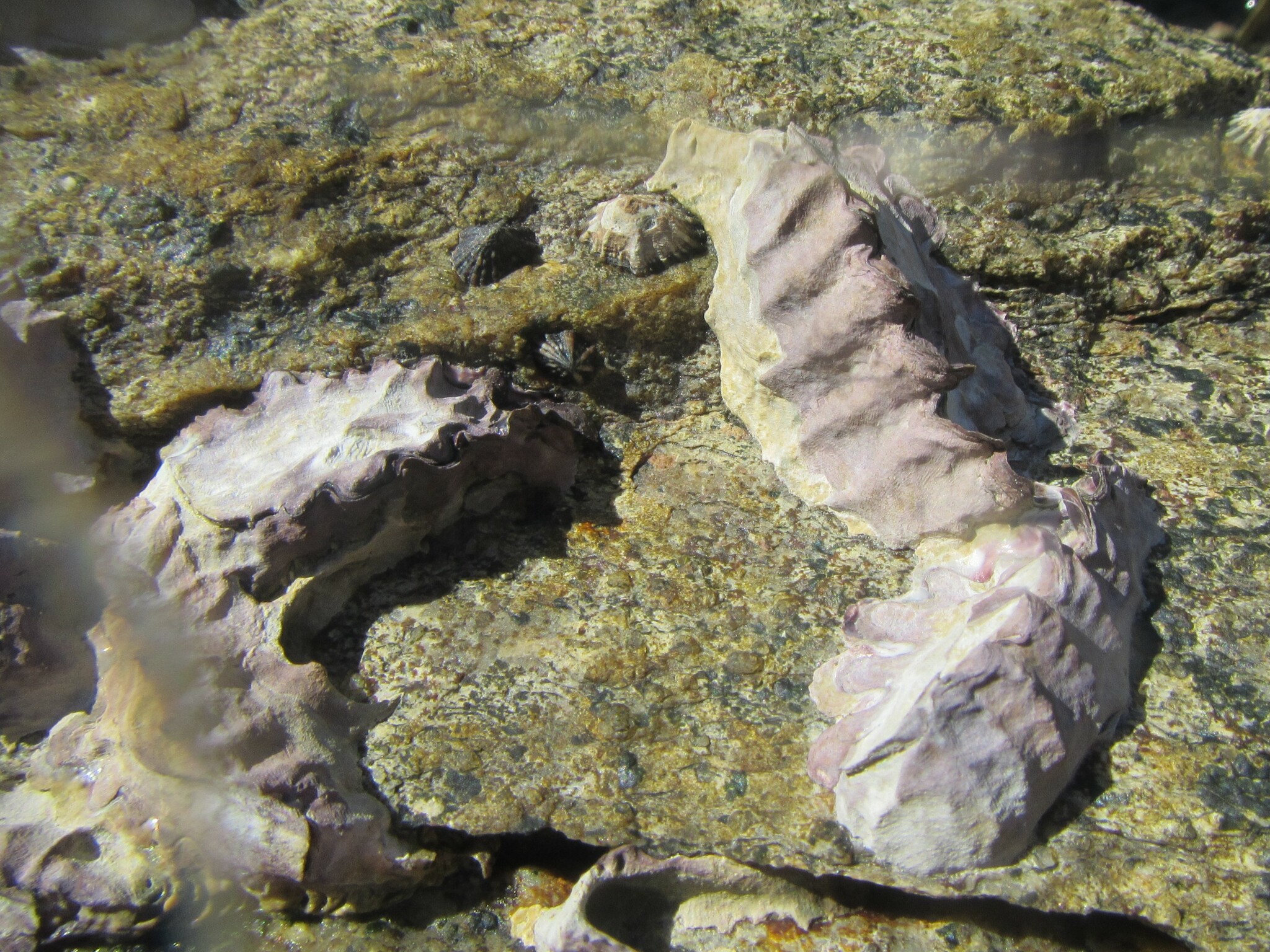 Saccostrea scyphophilla (Peron & Lesueur, 1807)