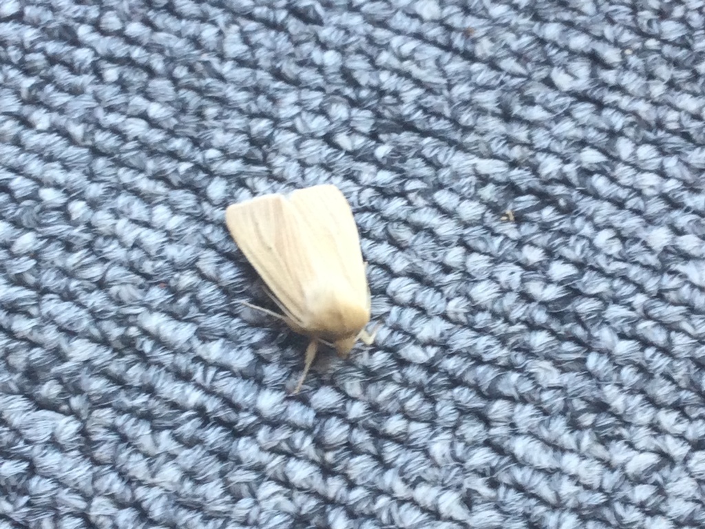 Common Wainscot from Hampshire, UK on August 12, 2022 at 10:14 AM by ...