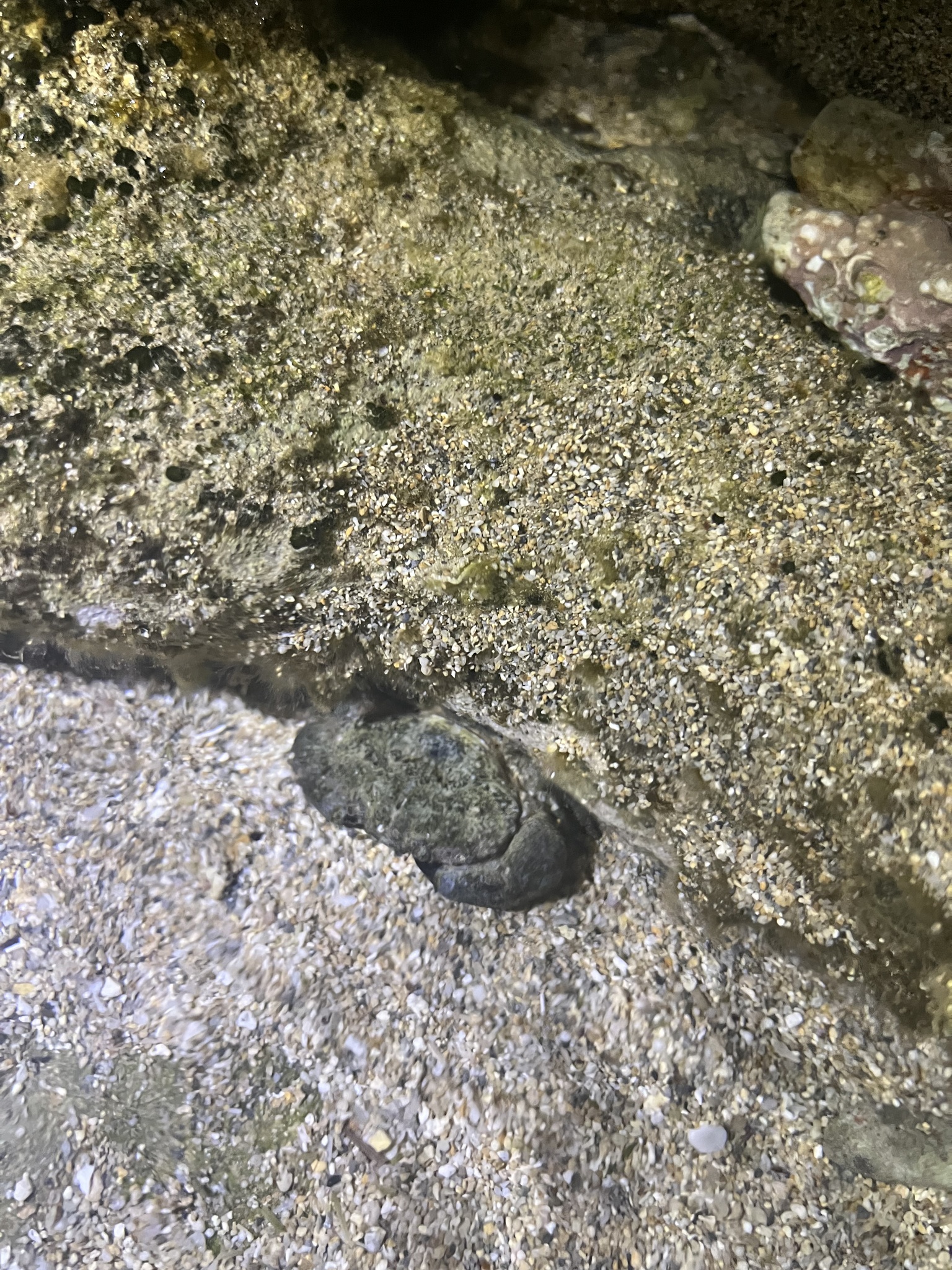 Leptodius sanguineus (H.Milne Edwards, 1834)