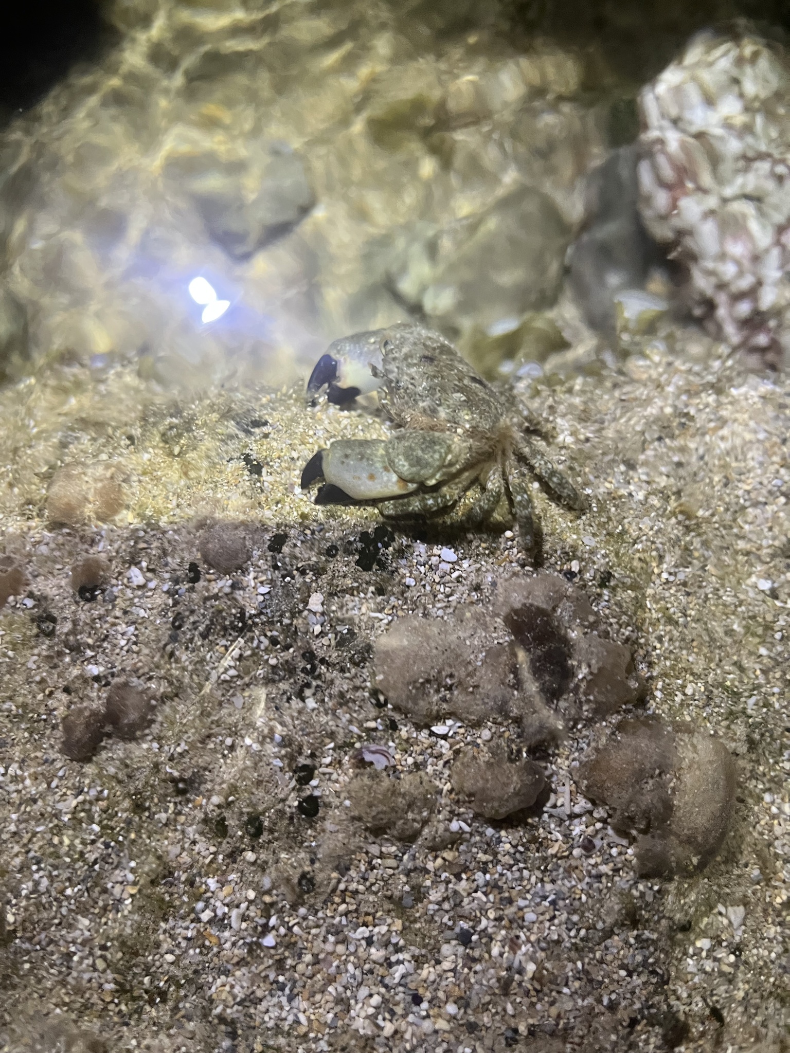 Leptodius sanguineus (H.Milne Edwards, 1834)