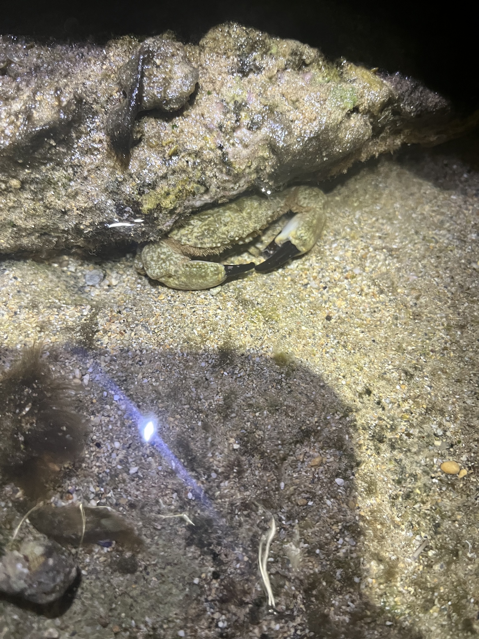 Leptodius sanguineus (H.Milne Edwards, 1834)