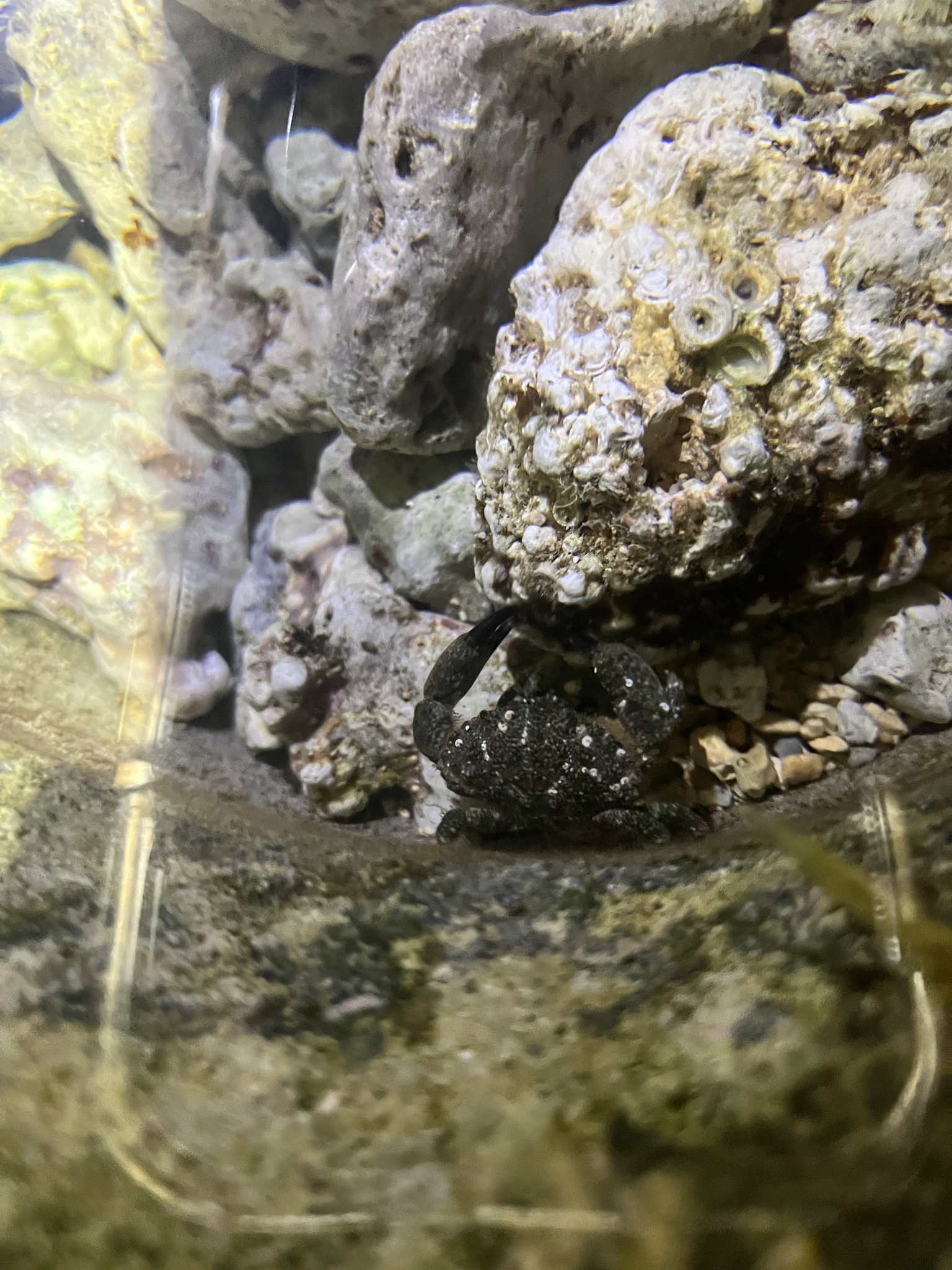 Leptodius sanguineus (H.Milne Edwards, 1834)