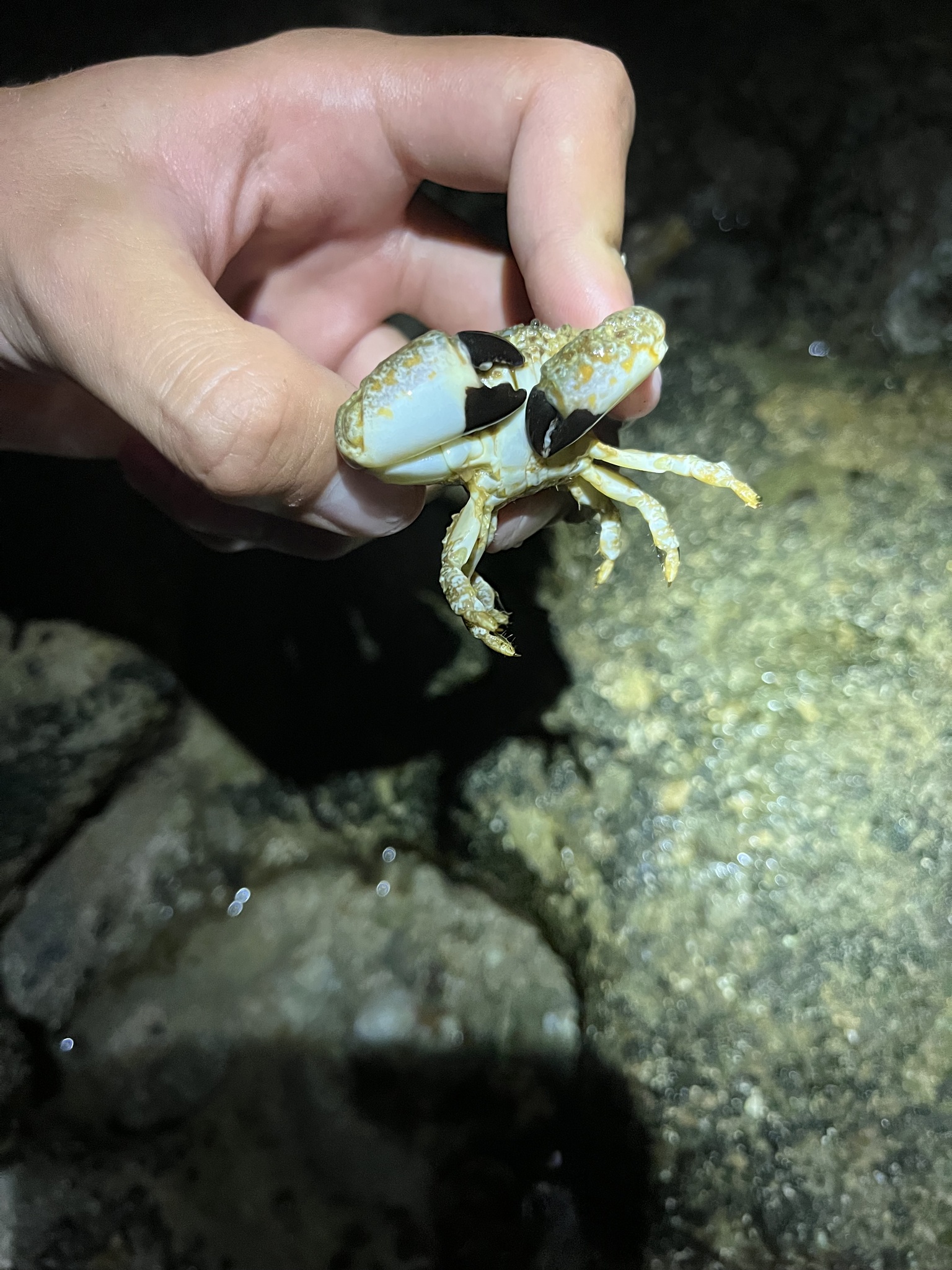 Leptodius sanguineus (H.Milne Edwards, 1834)