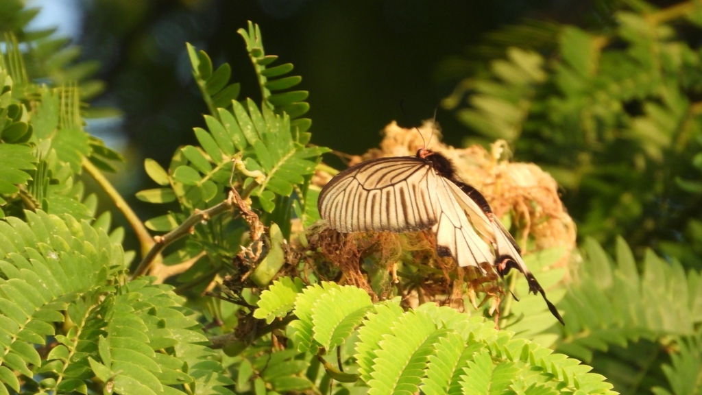 Byasa daemonius from 大理苍山 on July 9, 2022 at 07:29 AM by 师傅 · iNaturalist