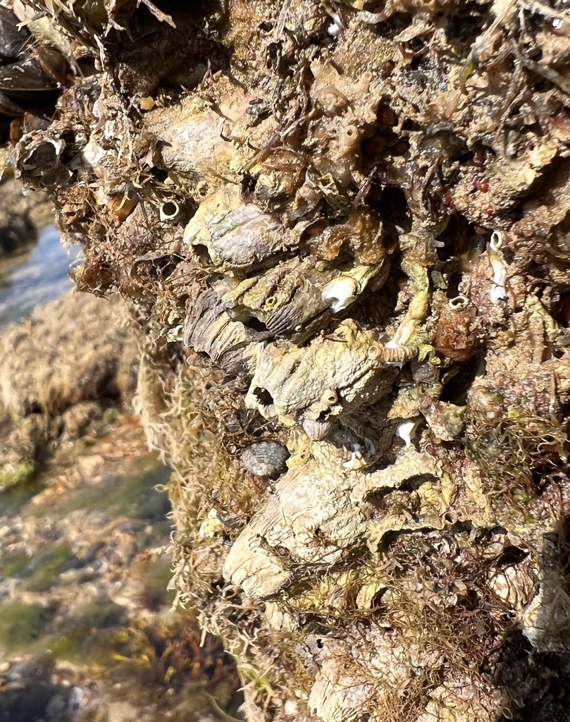 Volcano Barnacle from Golfe de Gascogne, Le Bois-Plage-en-Ré, FR on ...