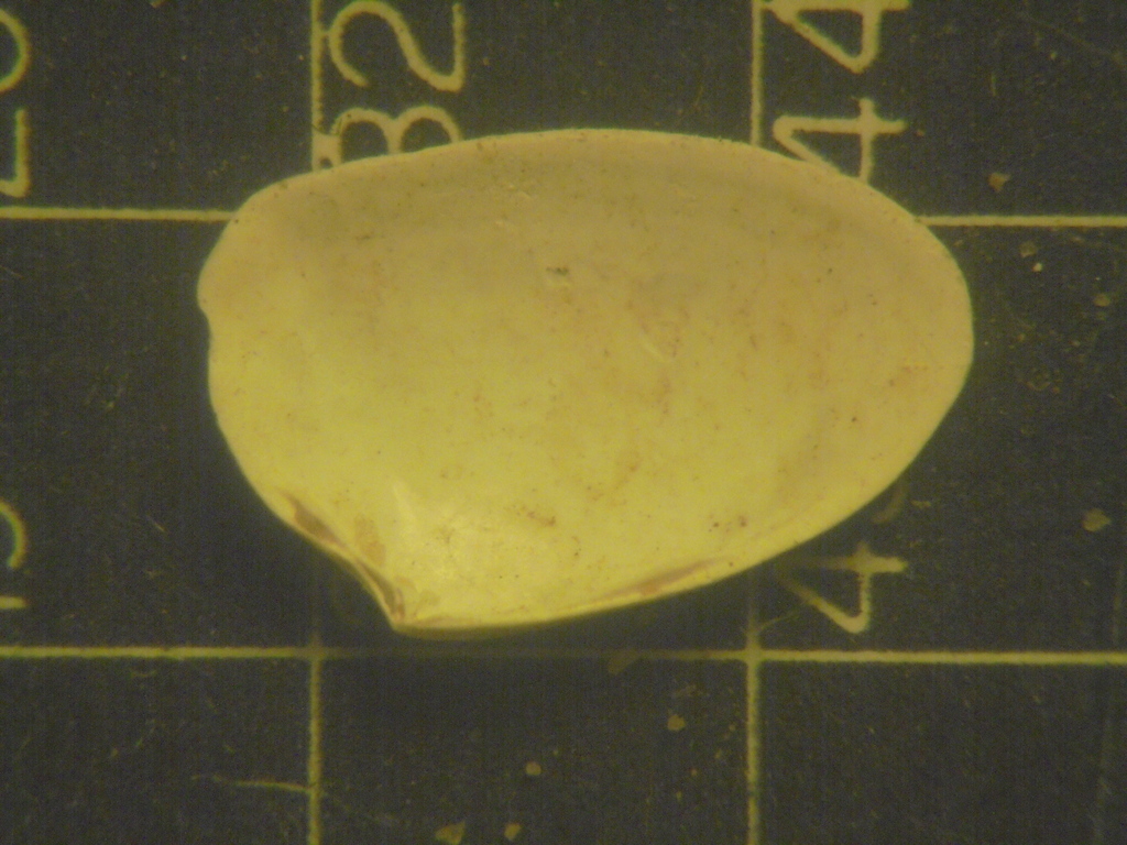 Bivalves from Punjulharjo, Rembang, Rembang Regency, Central Java ...