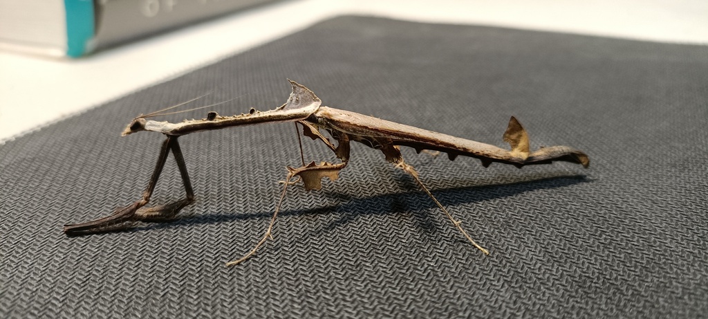 Paratoxodera meggitti from 云南西双版纳勐腊县勐仑镇 on September 26, 2021 at 11:33 ...