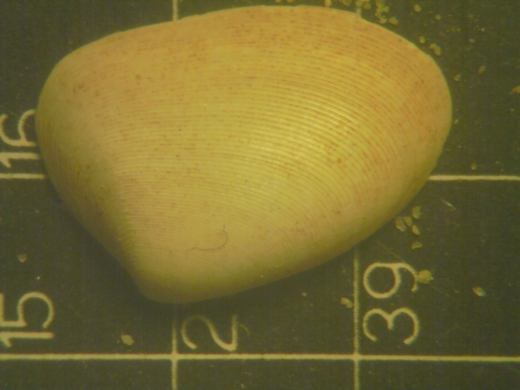 Tapes from Punjulharjo, Rembang, Rembang Regency, Central Java ...