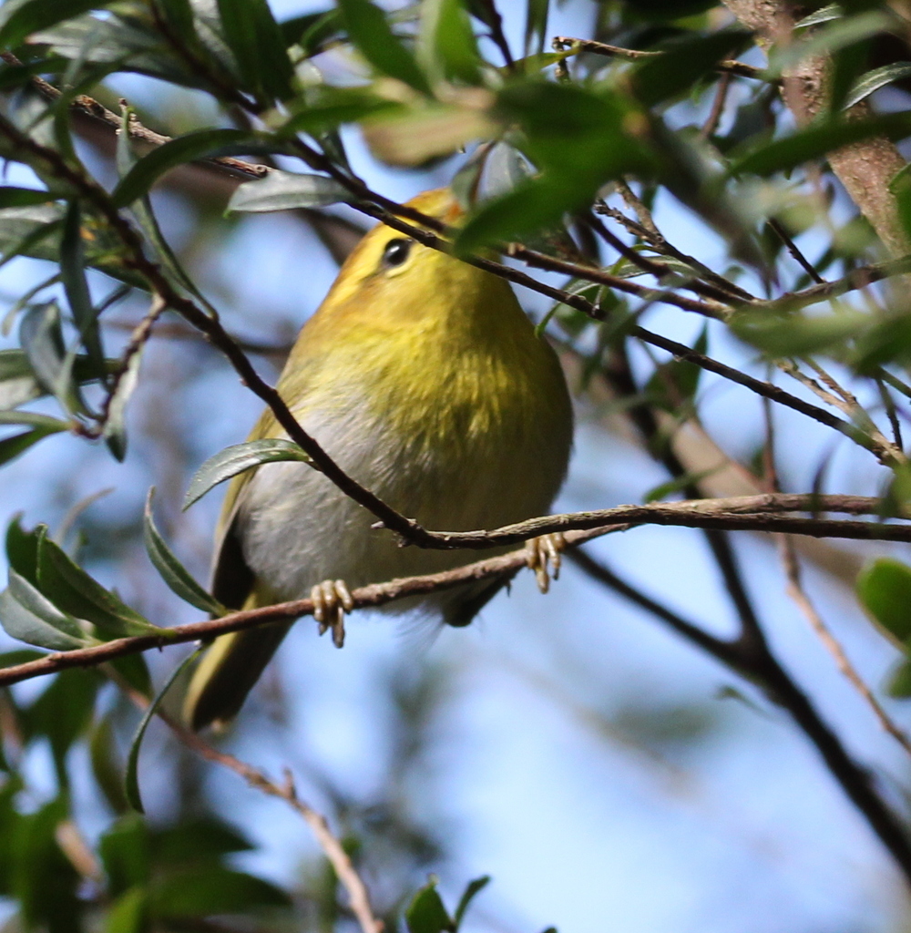 Phylloscopus ruficapilla voelckeri from Garden Route Botanical Garden ...