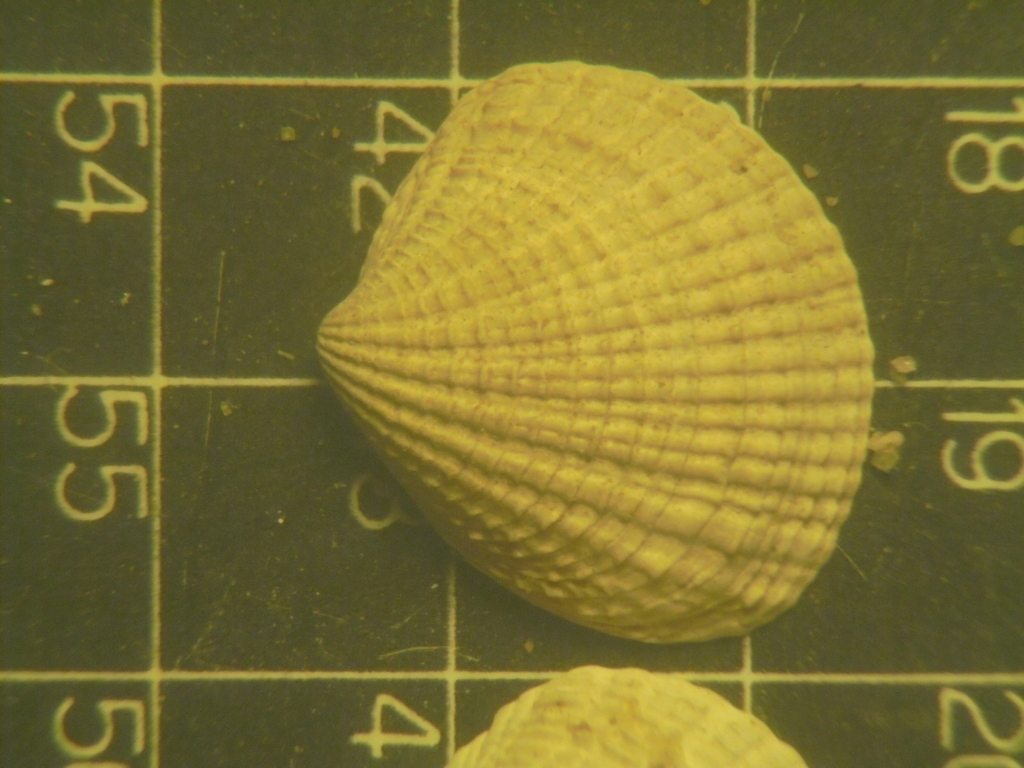 Bivalves from Punjulharjo, Rembang, Rembang Regency, Central Java ...