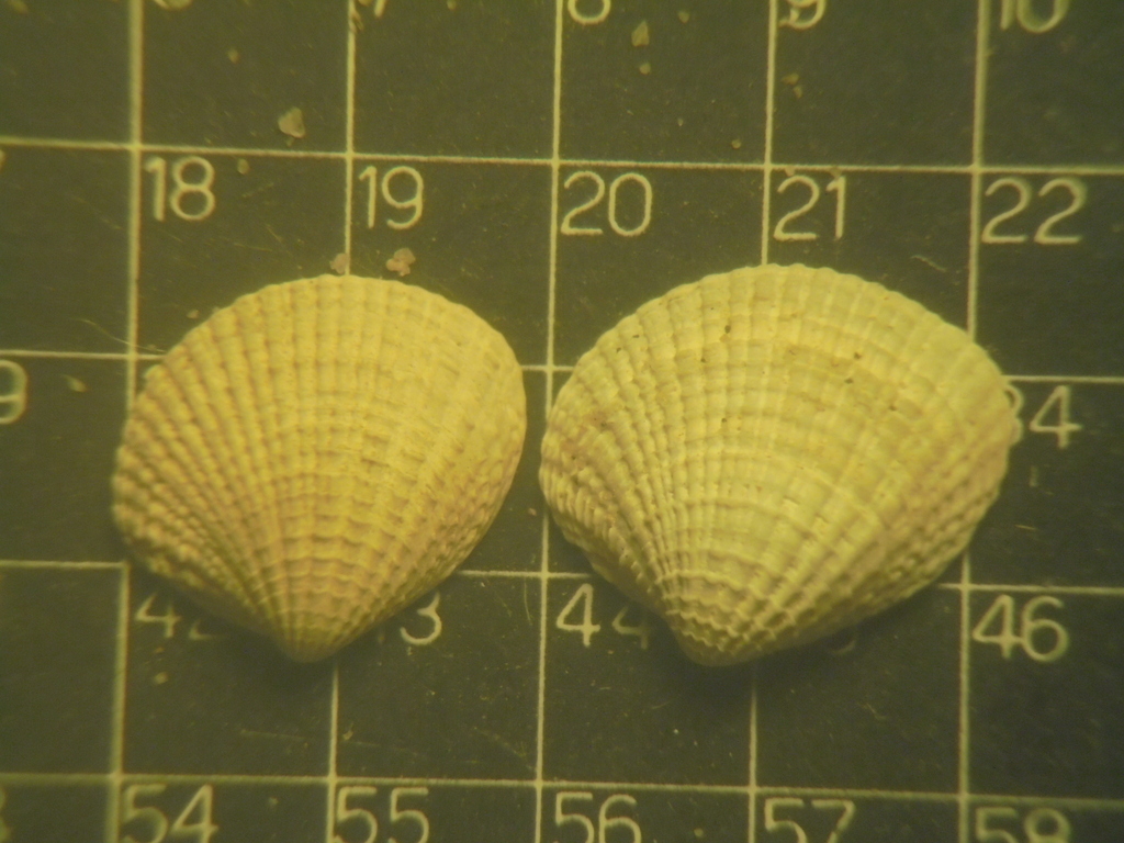 Bivalves from Punjulharjo, Rembang, Rembang Regency, Central Java ...