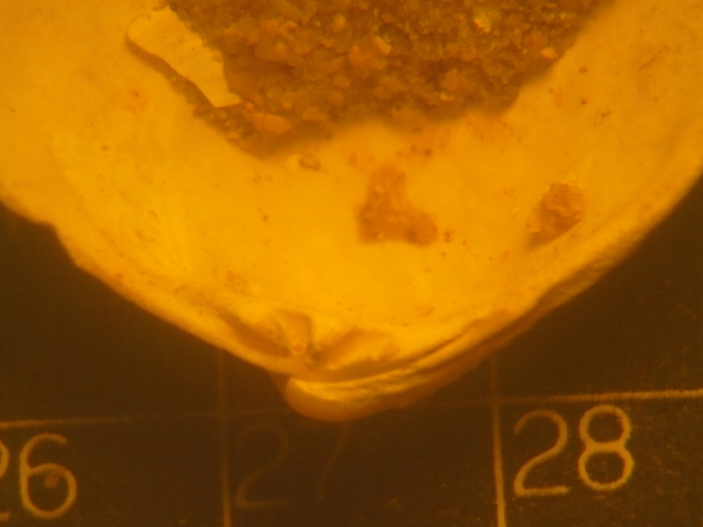 Bivalves from Punjulharjo, Rembang, Rembang Regency, Central Java ...