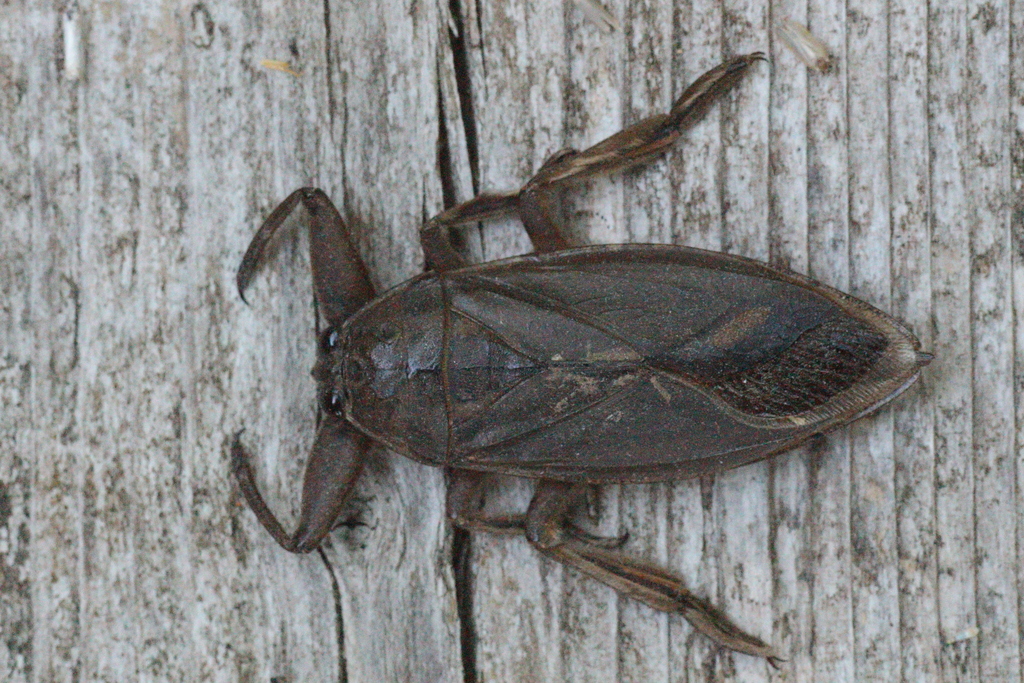 American Giant Water Bug from Region of Queens Municipality, NS, Canada ...