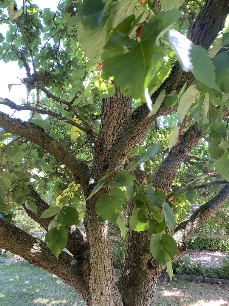 black mulberry (Morus nigra) - Botanical Realm