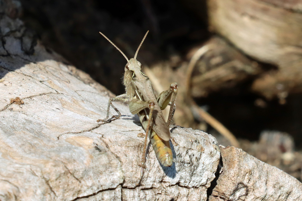 Common Field Grasshopper from Chester Zoo Nature Reserve on August 10 ...