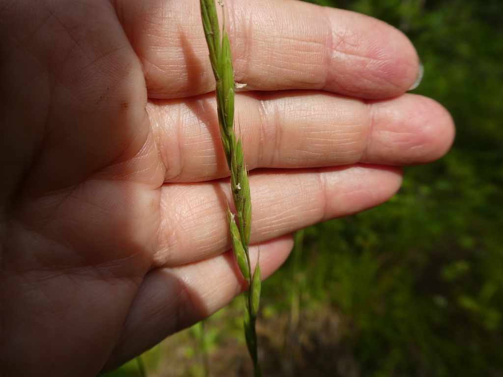 bearded wild rye from г. Североуральск, Свердловская обл., Россия on ...