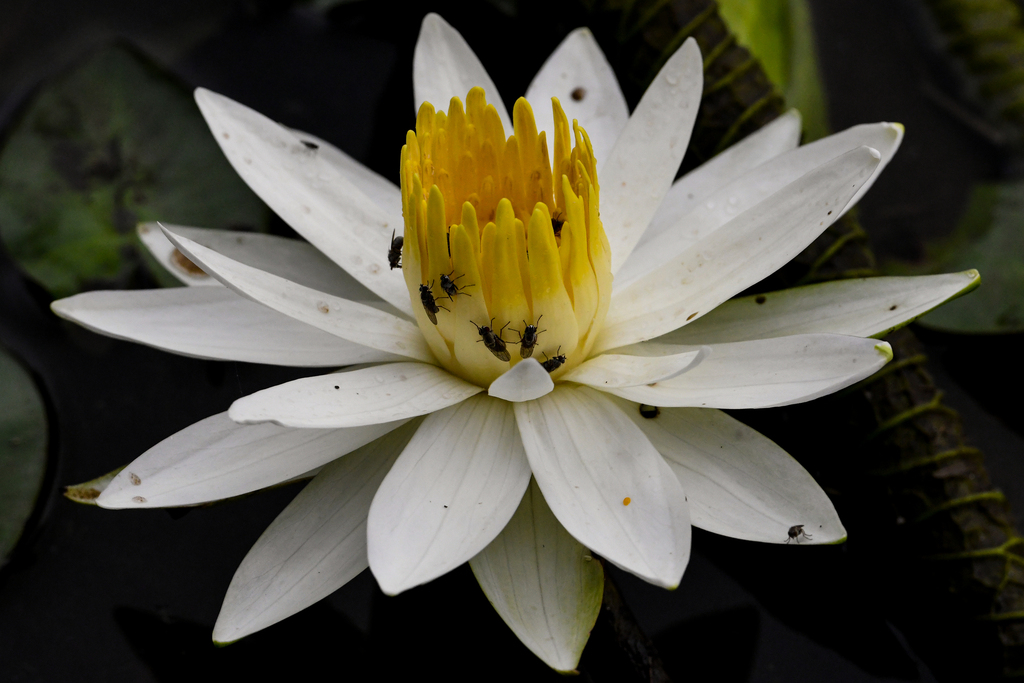 Egyptian white water-lily from Afrique du Sud on November 26, 2019 at ...