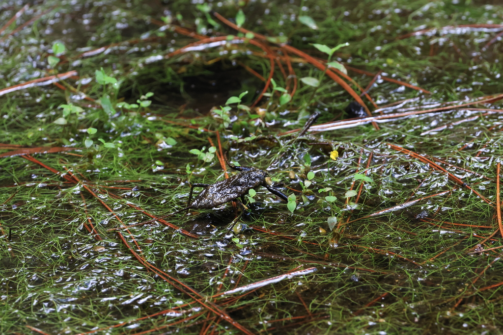 Laccotrephes grossus from Taipei, Taiwan on August 12, 2022 at 10:29 AM ...