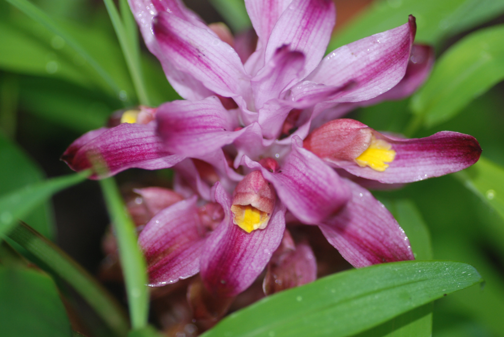 Curcuma longa L.