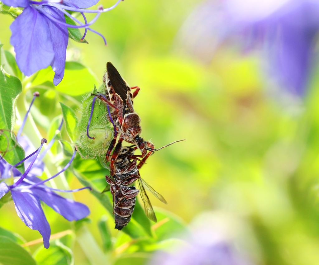 Plains Bee Assassin from Bastrop, Texas, United States on August 9 ...