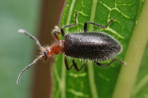 Cerogria anisocera · iNaturalist Ecuador