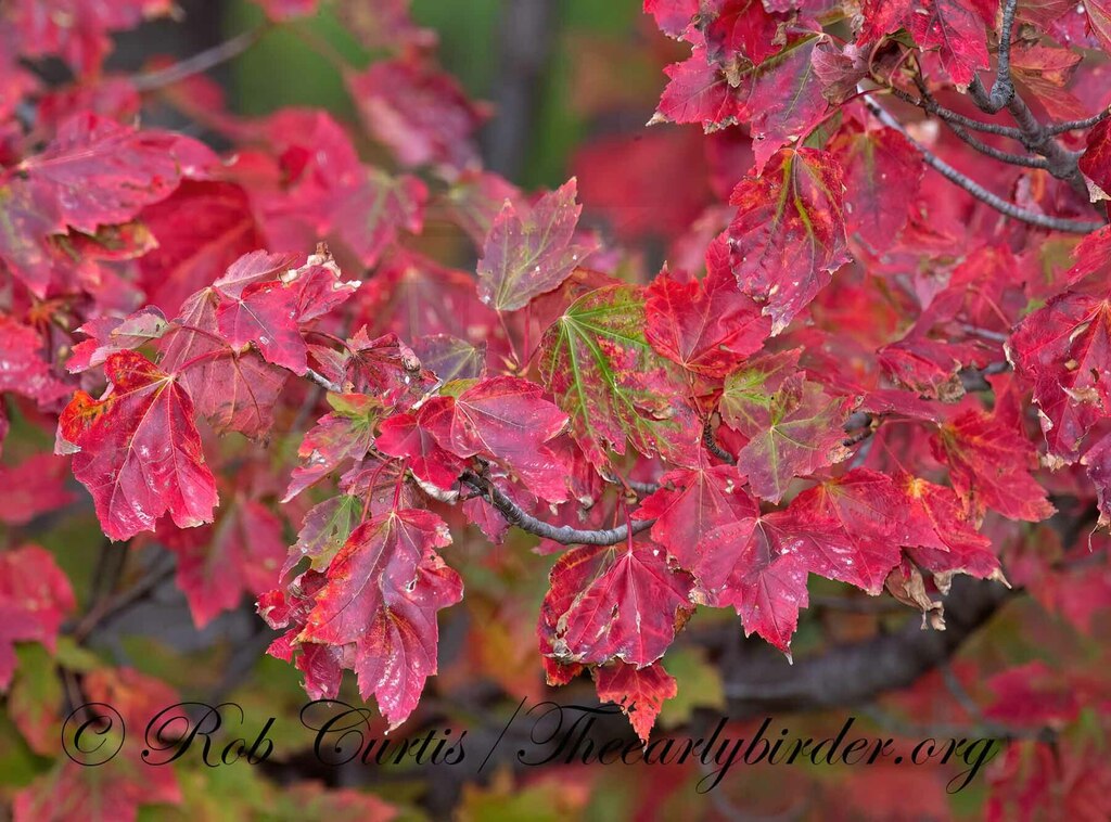 maples from Chicago, IL 60640, USA on October 07, 2012 at 09:36 AM by ...
