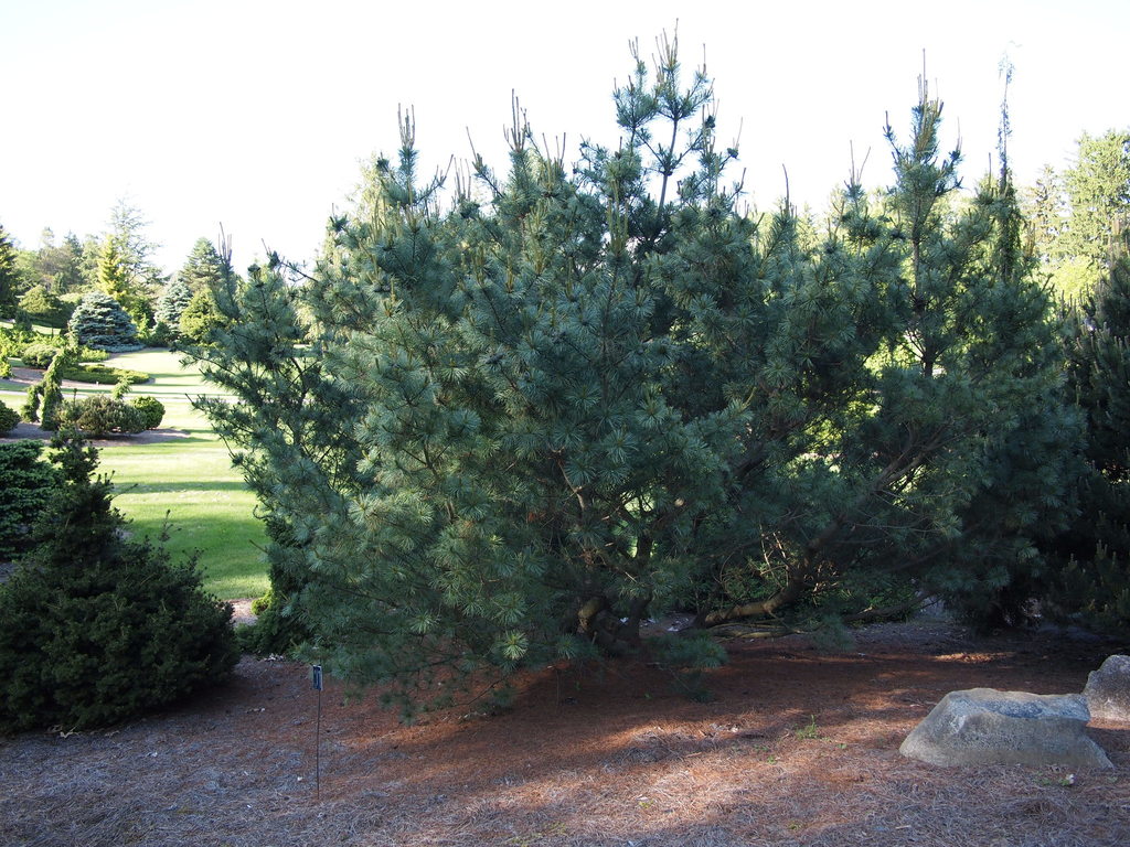 (Pinus parviflora parviflora) - Botanical Realm