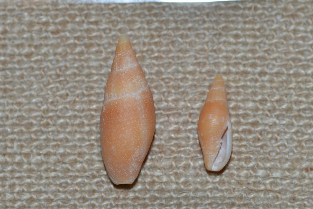 Probata barbadensis from Broward County, FL, USA on April 1, 2017 at 09 ...