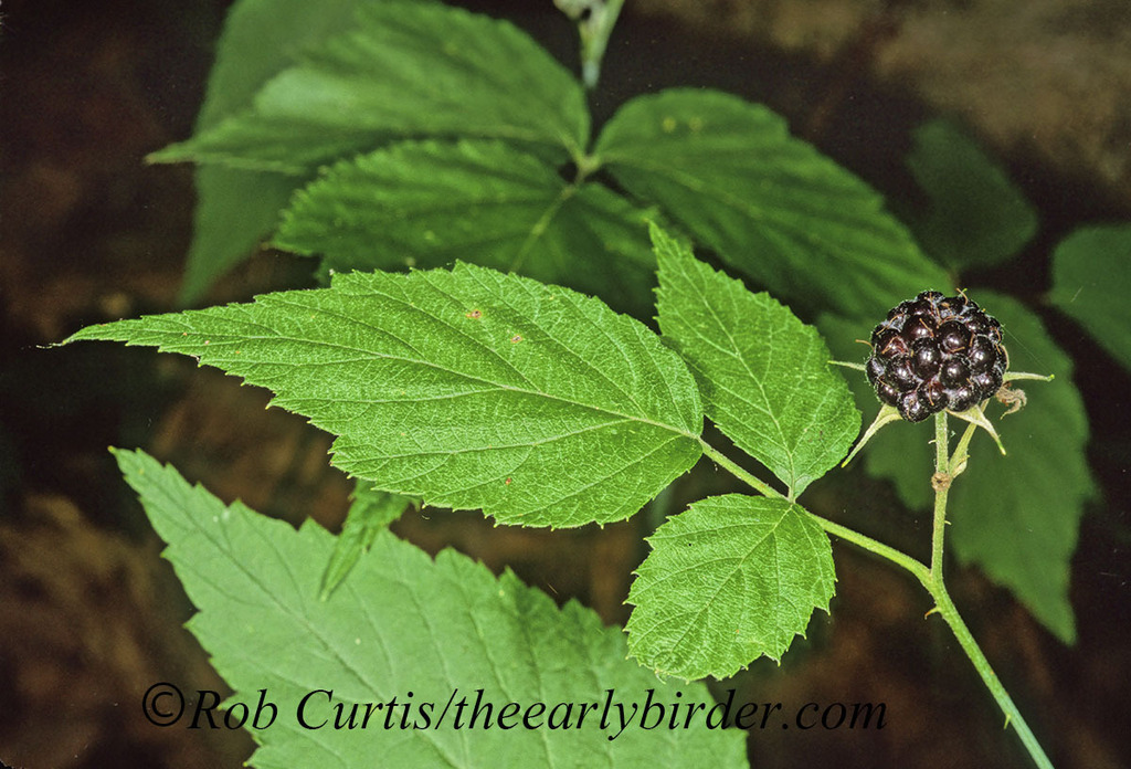 brambles from Palos Township, IL 60465, USA on July 10, 2002 at 12:00 ...