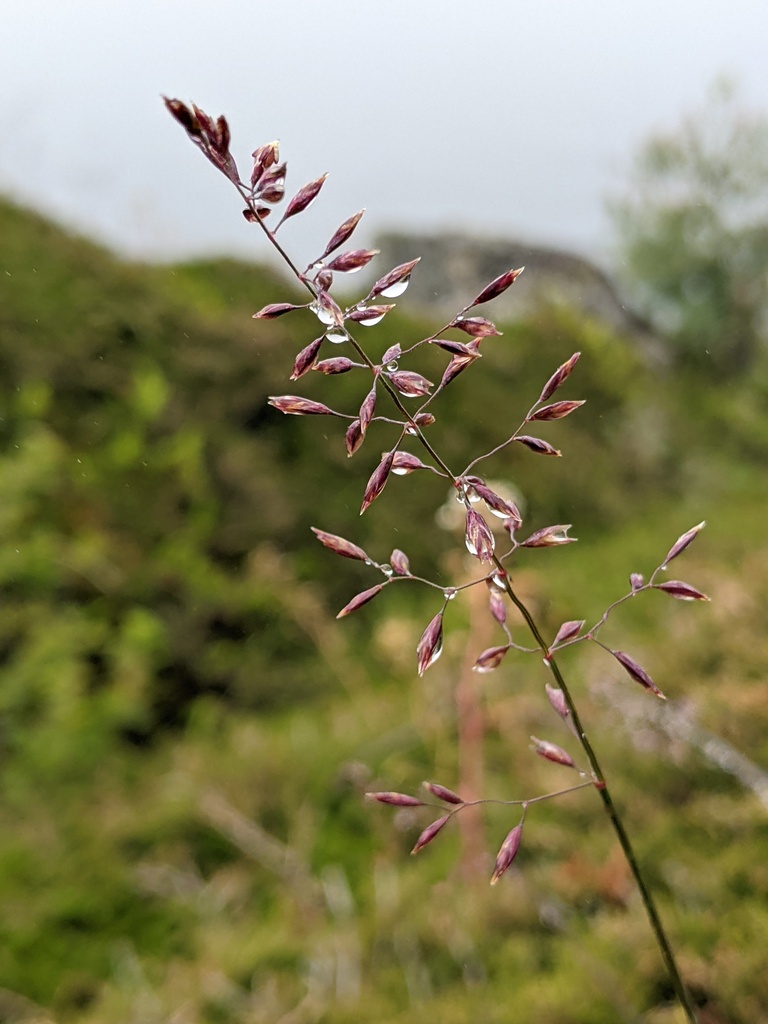 Alpine Bluegrass from Thunder Bay District, ON, Canada on July 20, 2022 ...