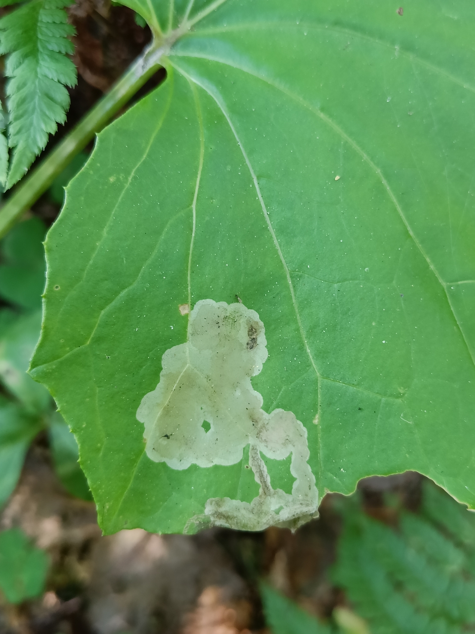 Acidia cognata (Wiedemann, 1817)