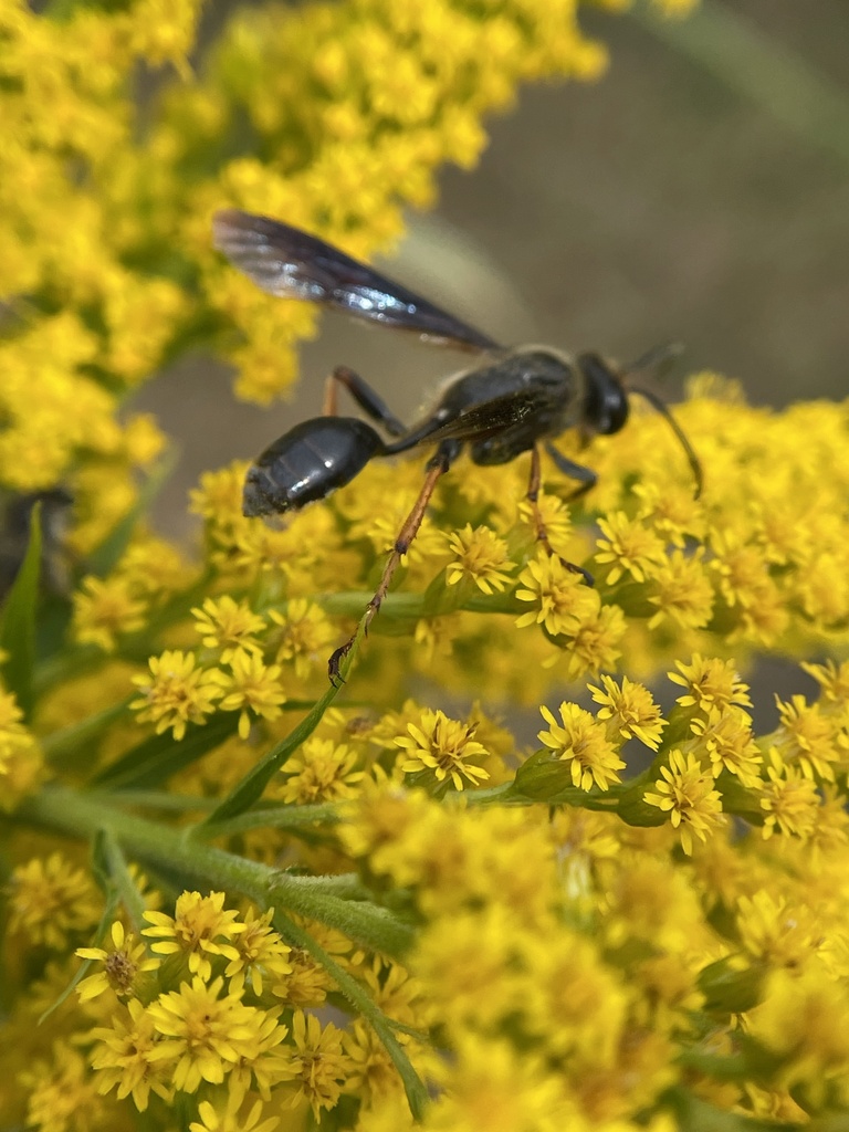 Brown-legged Grass-carrying Wasp from Gray Ct, Rye, NH, US on August 11 ...