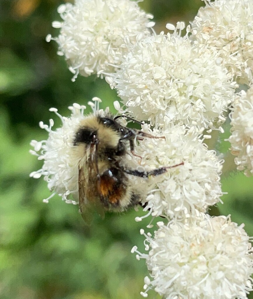 Forest Bumble Bee from Inyo County, CA, USA on August 11, 2022 at 12:55 ...
