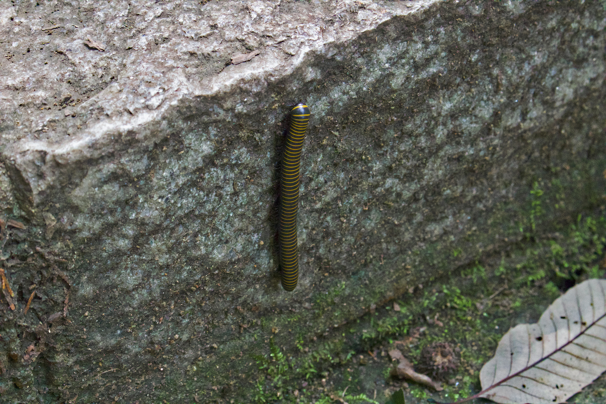 Spirobolus bungii Brandt, 1833