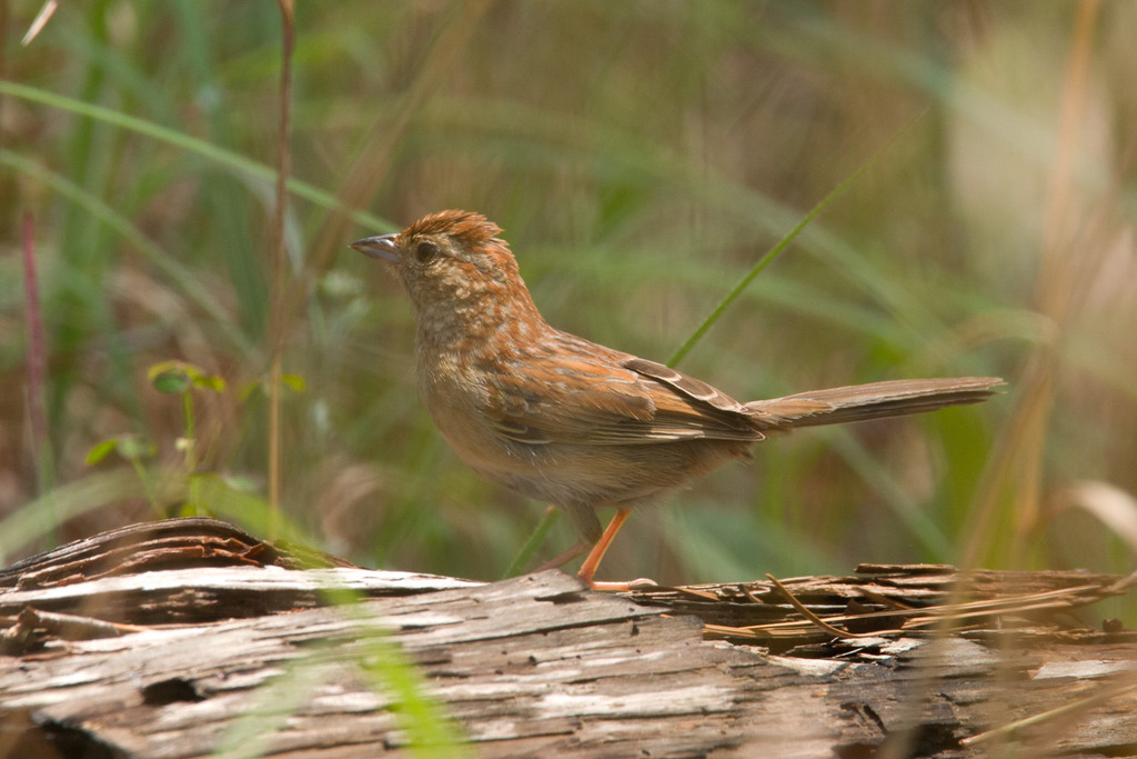 Bachman's Sparrow (Birds of Alabama) · iNaturalist