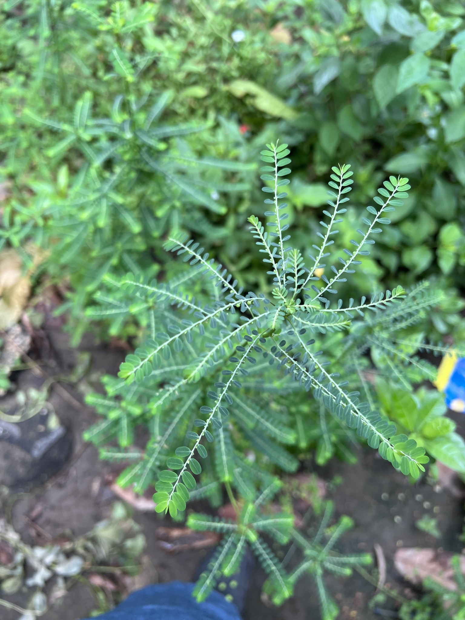 Phyllanthus niruri L.