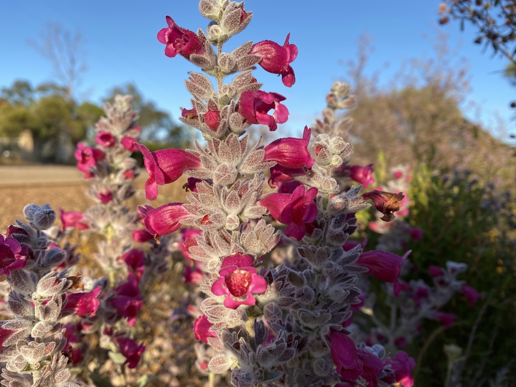 native foxglove (Dasymalla terminalis) - Botanical Realm