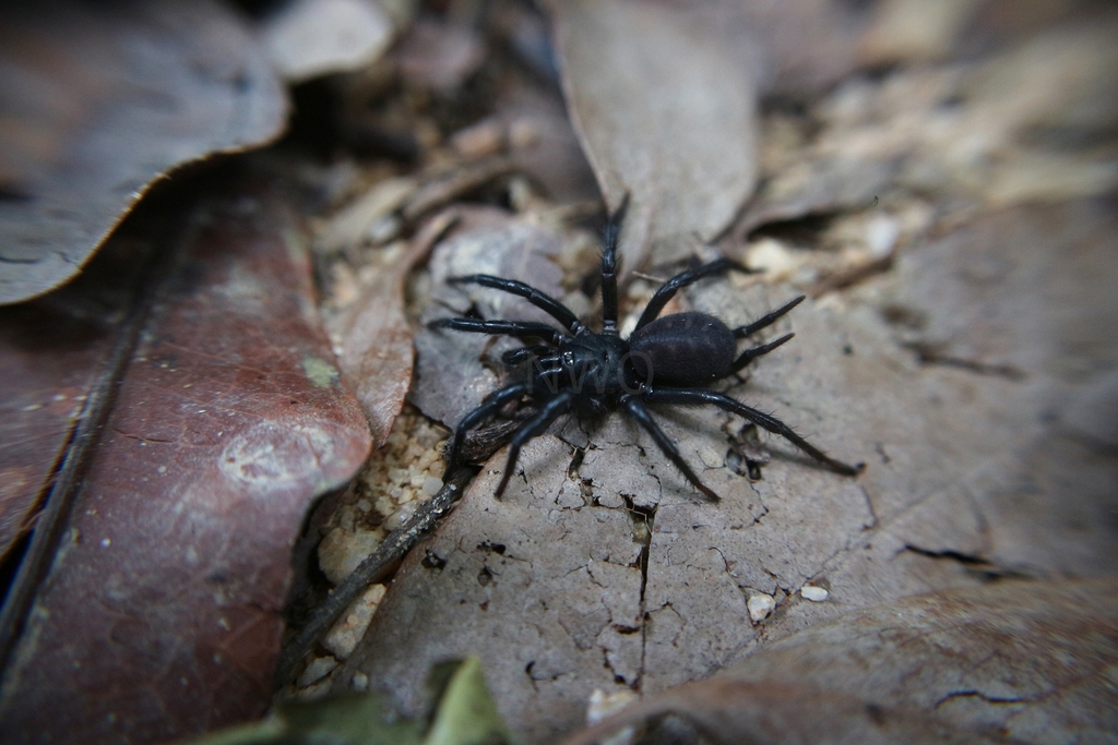 Northern Tunnel Spiders from 10470 George Town, Penang, Malaysia on ...
