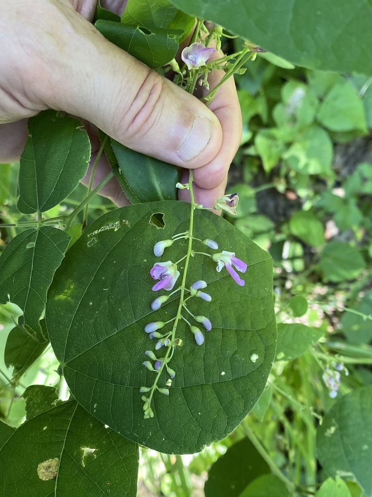 Phaseoleae from Daniel Boone National Forest, Slade, KY, US on August ...