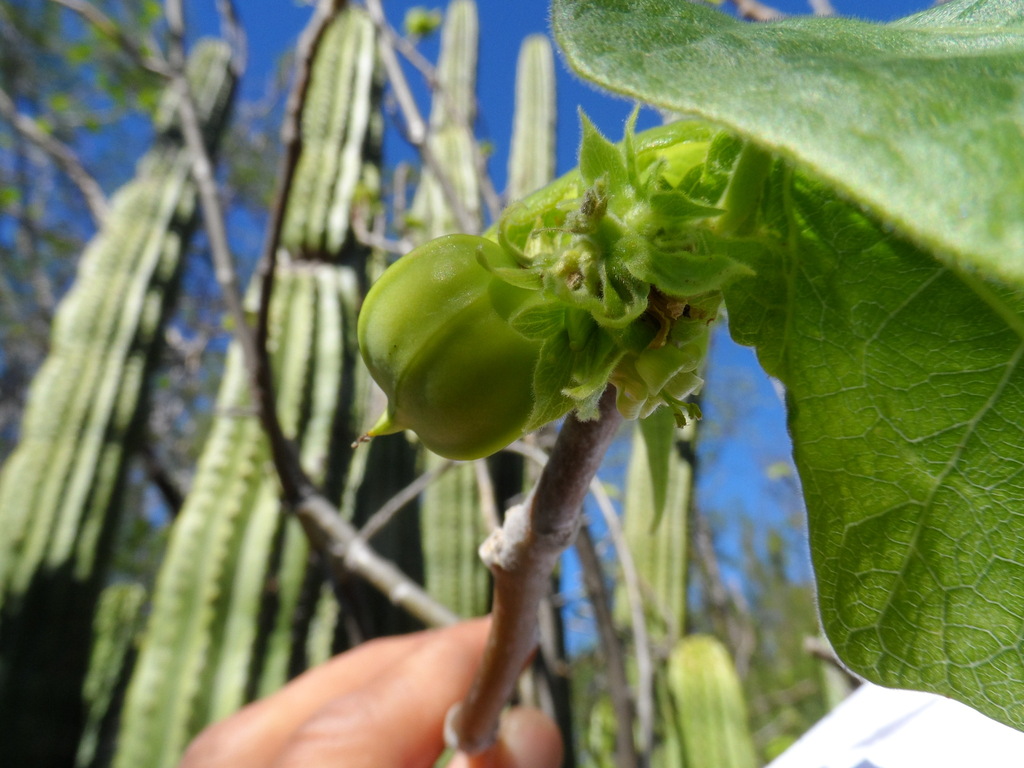 Croton niveus from Mocorito, Sin., México on November 26, 2013 at 07:03 ...