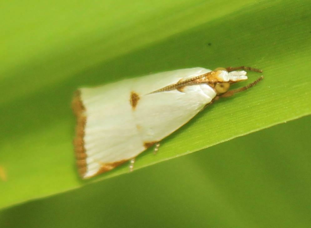 Southern Milky Argyria Moth from Palm Beach County, FL, USA on August ...