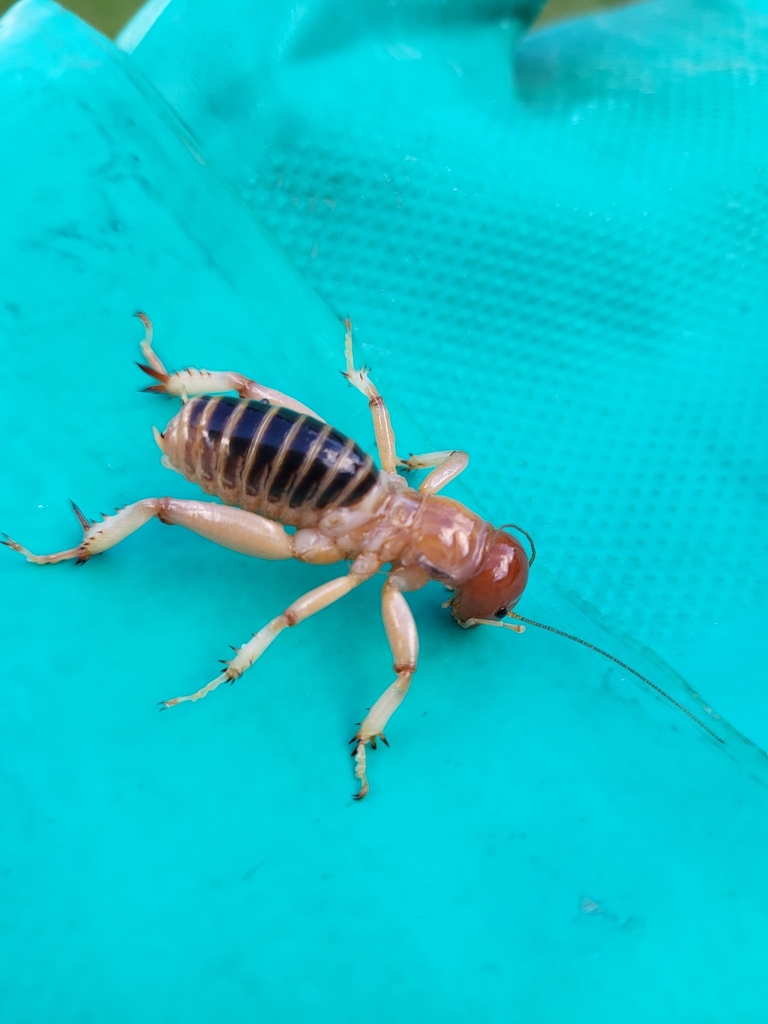 North American Jerusalem Crickets from Moran Prairie, Spokane, WA, USA ...